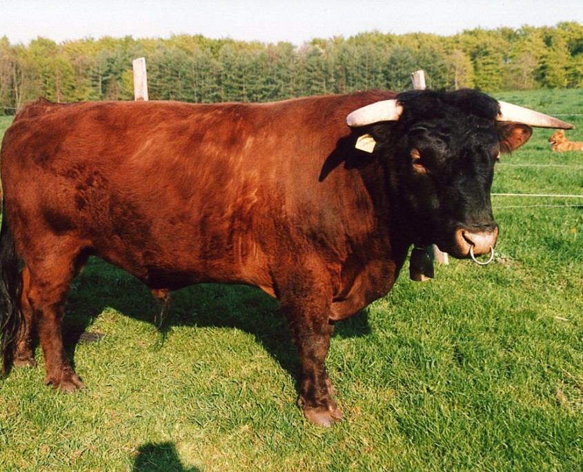 Dexter Rinder › Dr. Walter Reulecke