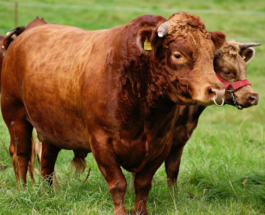 Dexter Rinder › Dr. Walter Reulecke