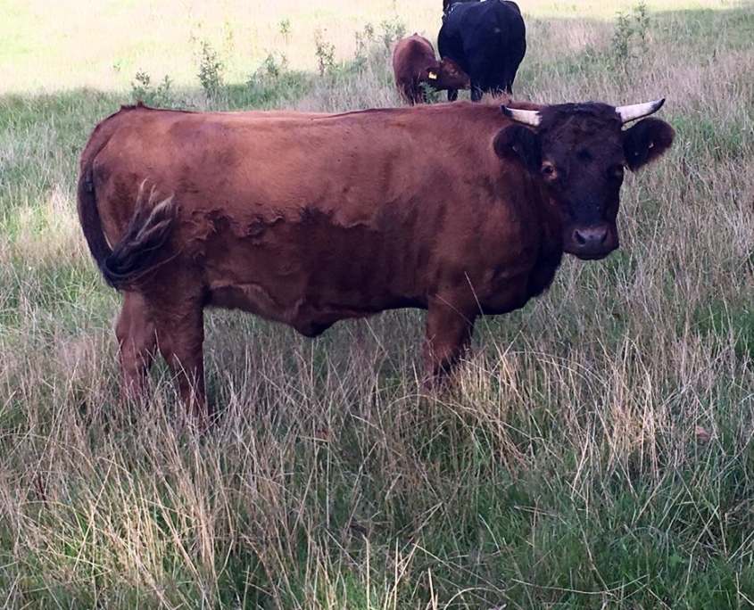 Dexter Rinder › Dr. Walter Reulecke