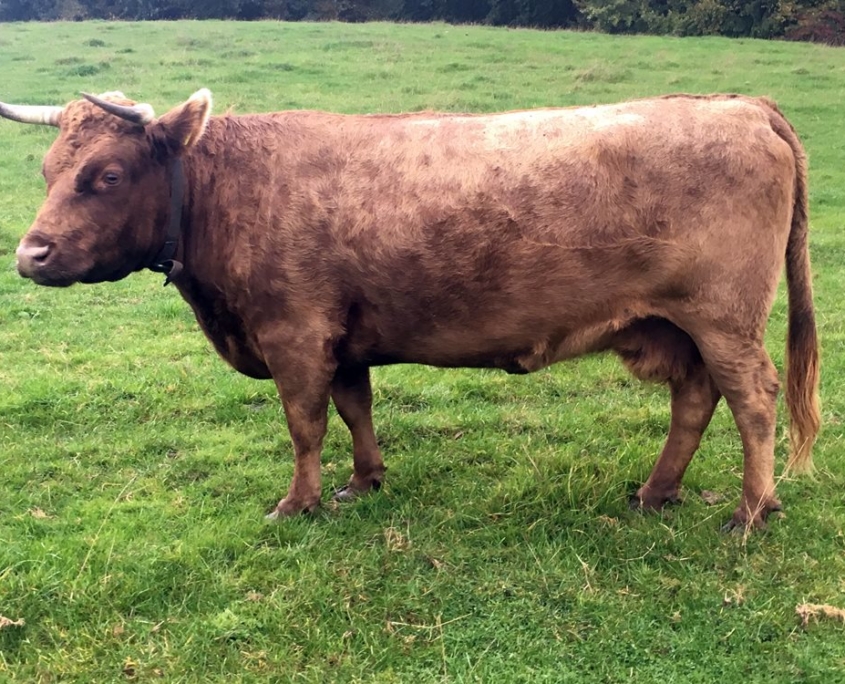 Dexter Rinder › Dr. Walter Reulecke